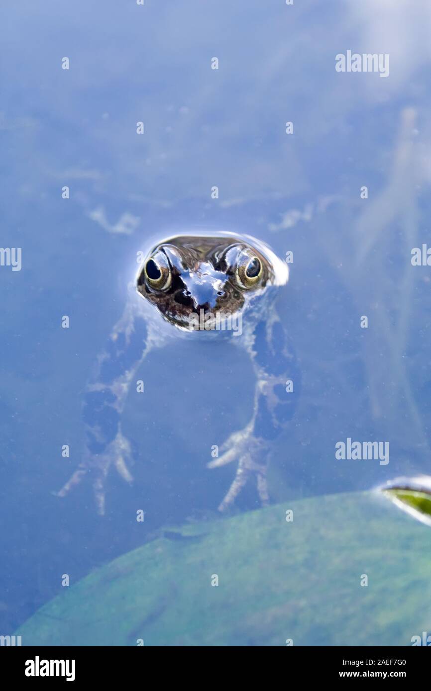 Frog in Pond Stock Photo - Alamy