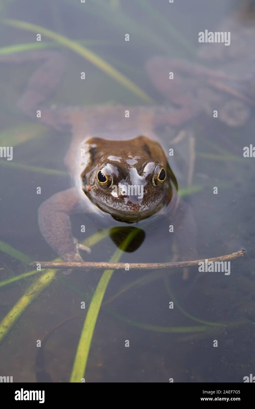 Frog mine hi-res stock photography and images - Alamy