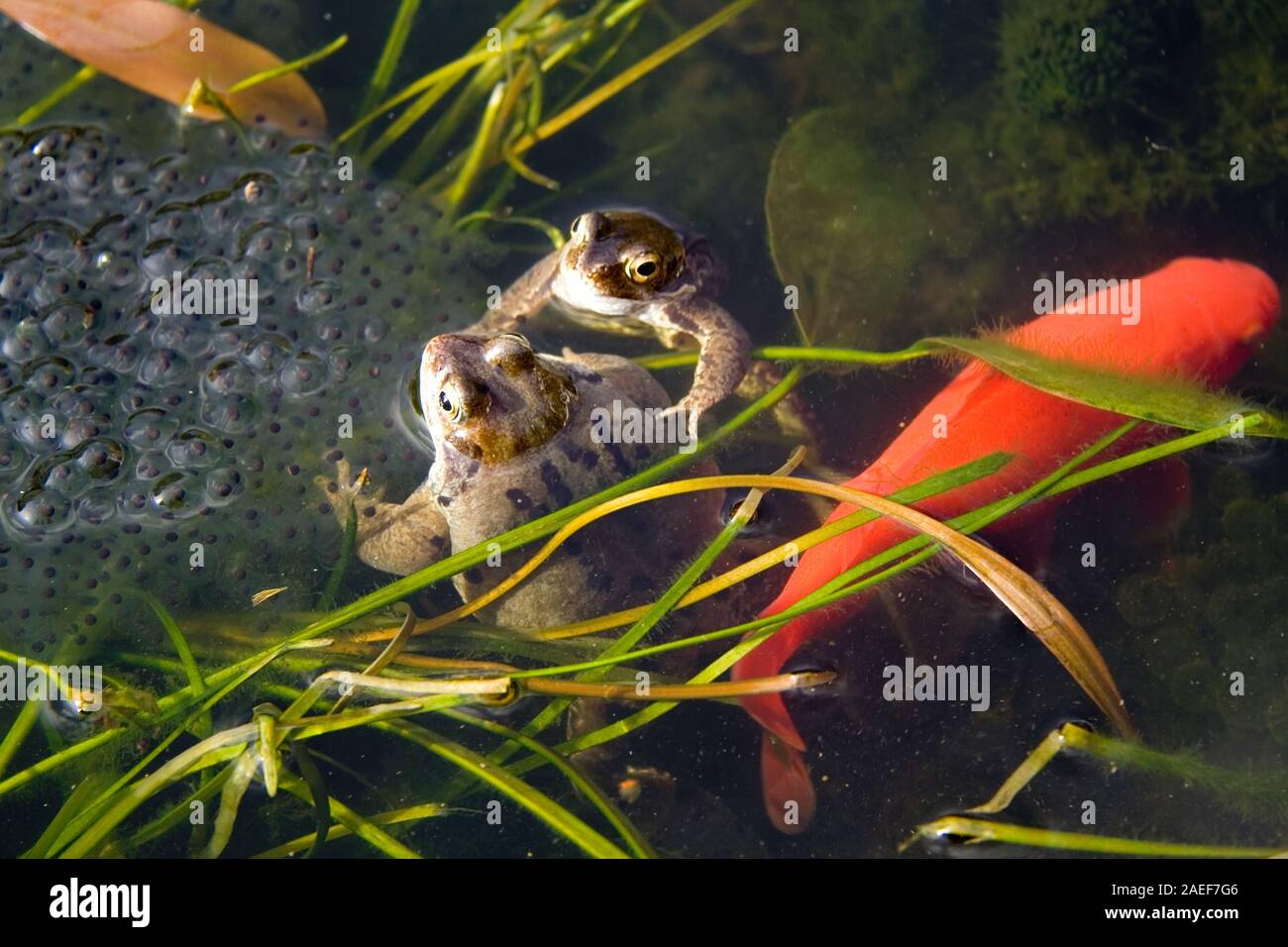 Frog pond goldfish hi-res stock photography and images - Alamy