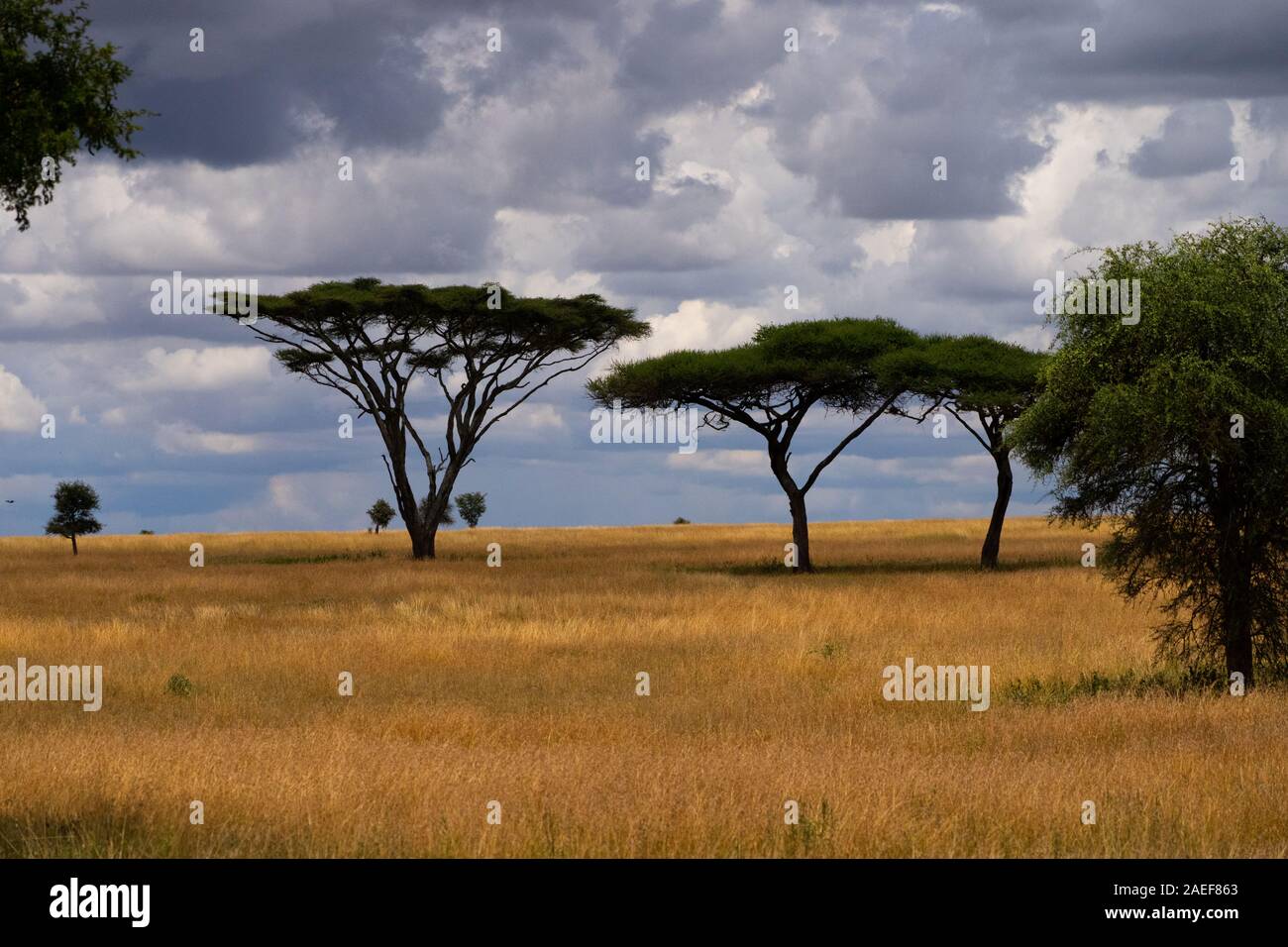 Acacia tree inThe Serengeti Plains Stock Photo - Alamy