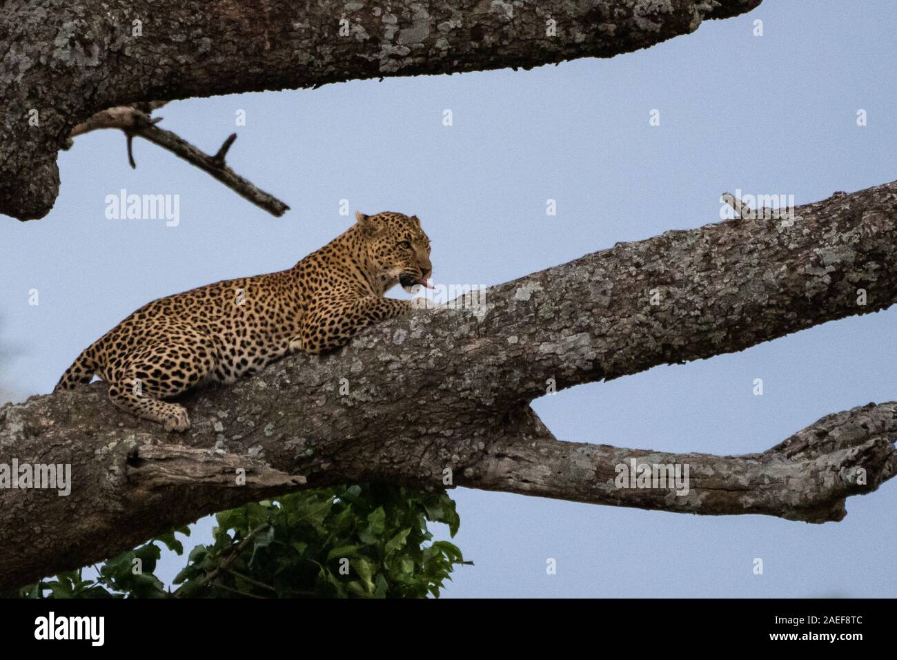 Leopard in a tree Stock Photo - Alamy