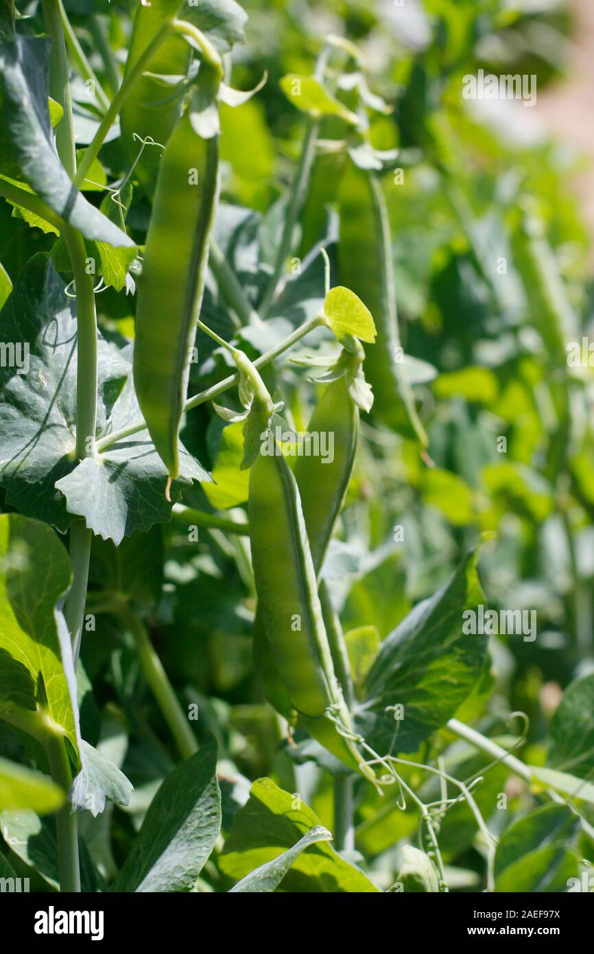 Growing fresh green pea pods. Pea selection in the open air. Pea pods ...