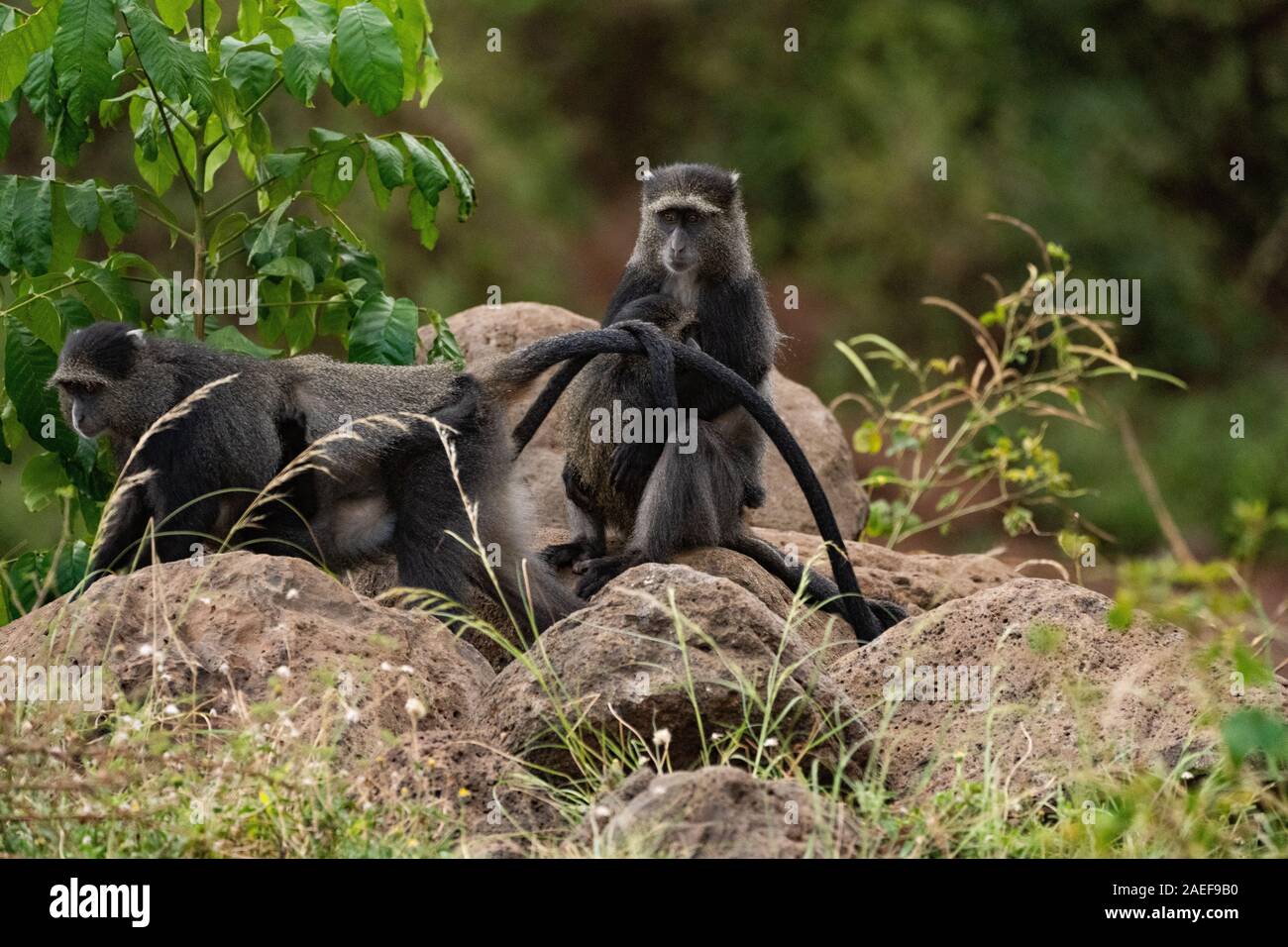Blue Monkey or Diademed Monkey (Cercopithecus mitis Stock Photo - Alamy