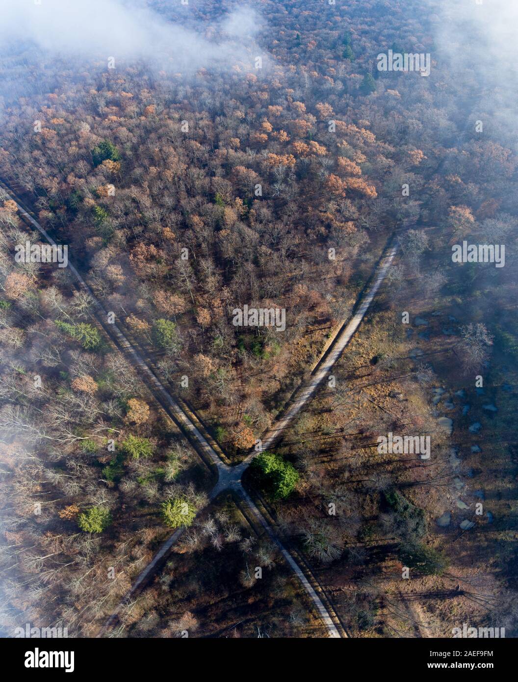 Drone flight over a misty Autumn forest. The drone fly's through the ...