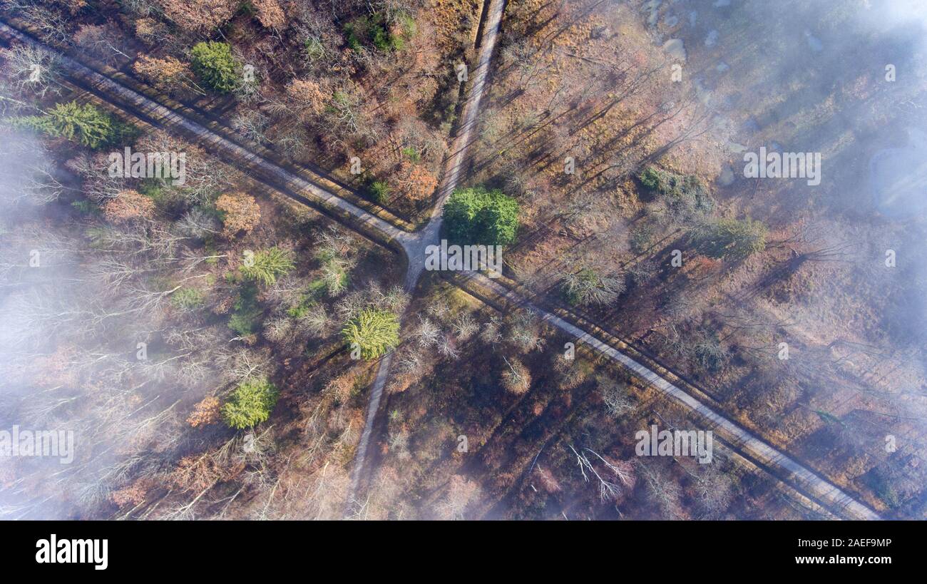 Drone flight over a misty Autumn forest. The drone fly's through the ...