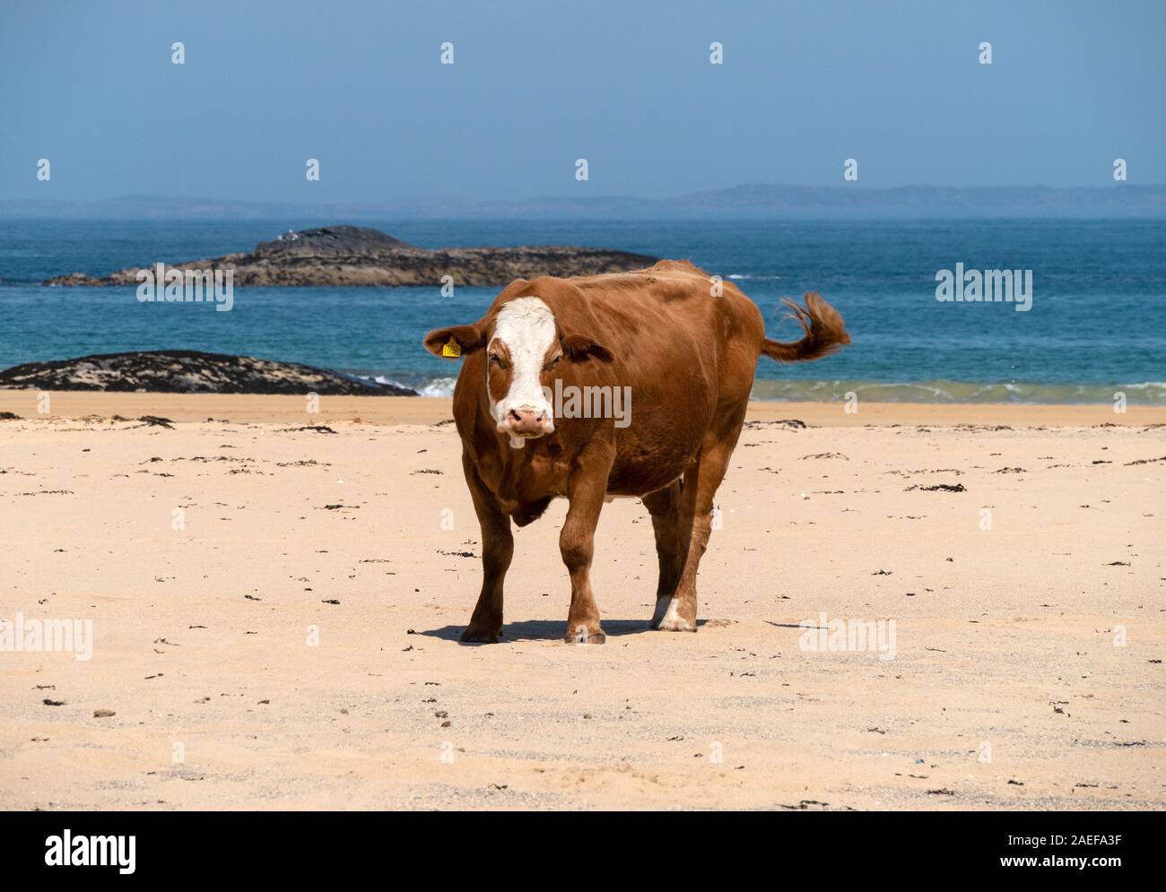 One large brown and white adult female cow on Scottish Beach, Kiloran ...