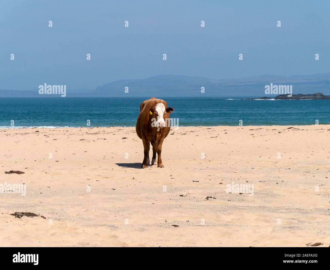 Female cow hi-res stock photography and images - Alamy