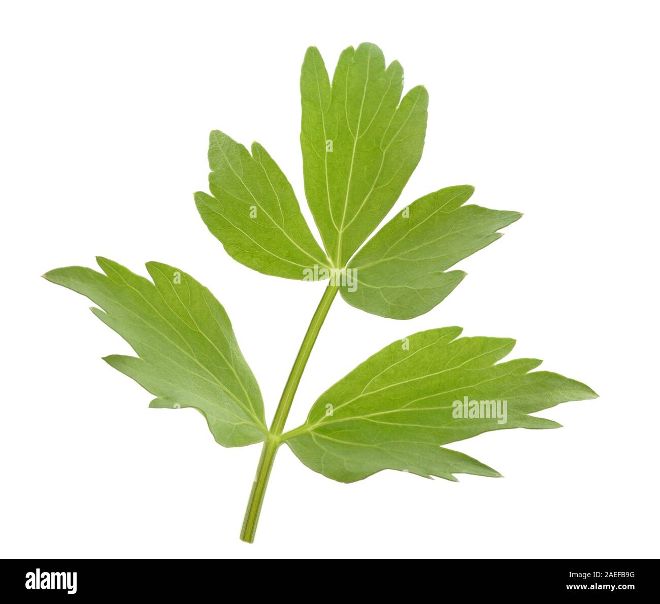 Fresh lovage twig (Levisticum officinale) isolated on white background ...