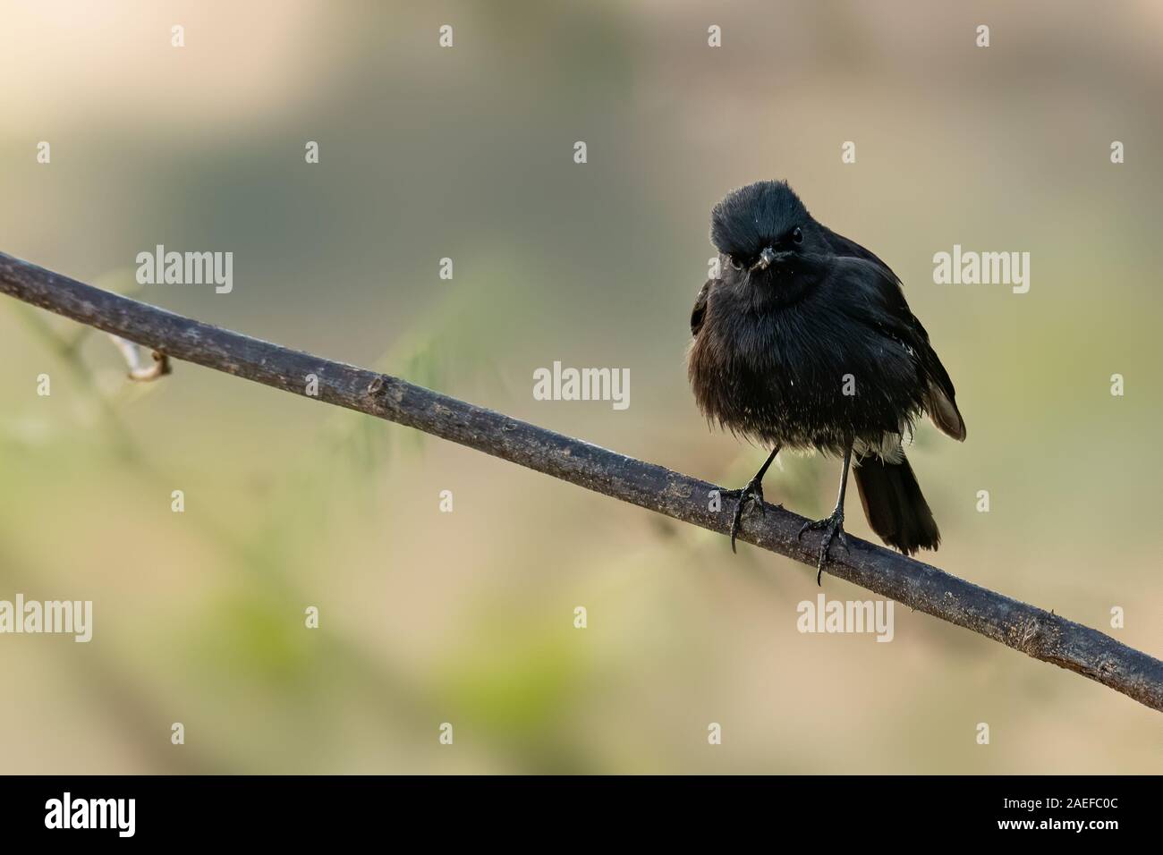 Male pied bushchat hi-res stock photography and images - Alamy