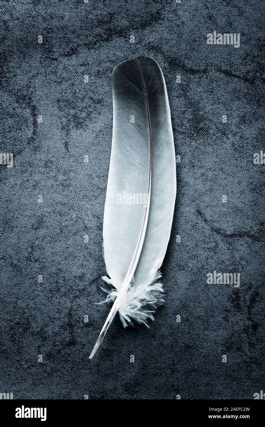 still life of a white feather Stock Photo - Alamy