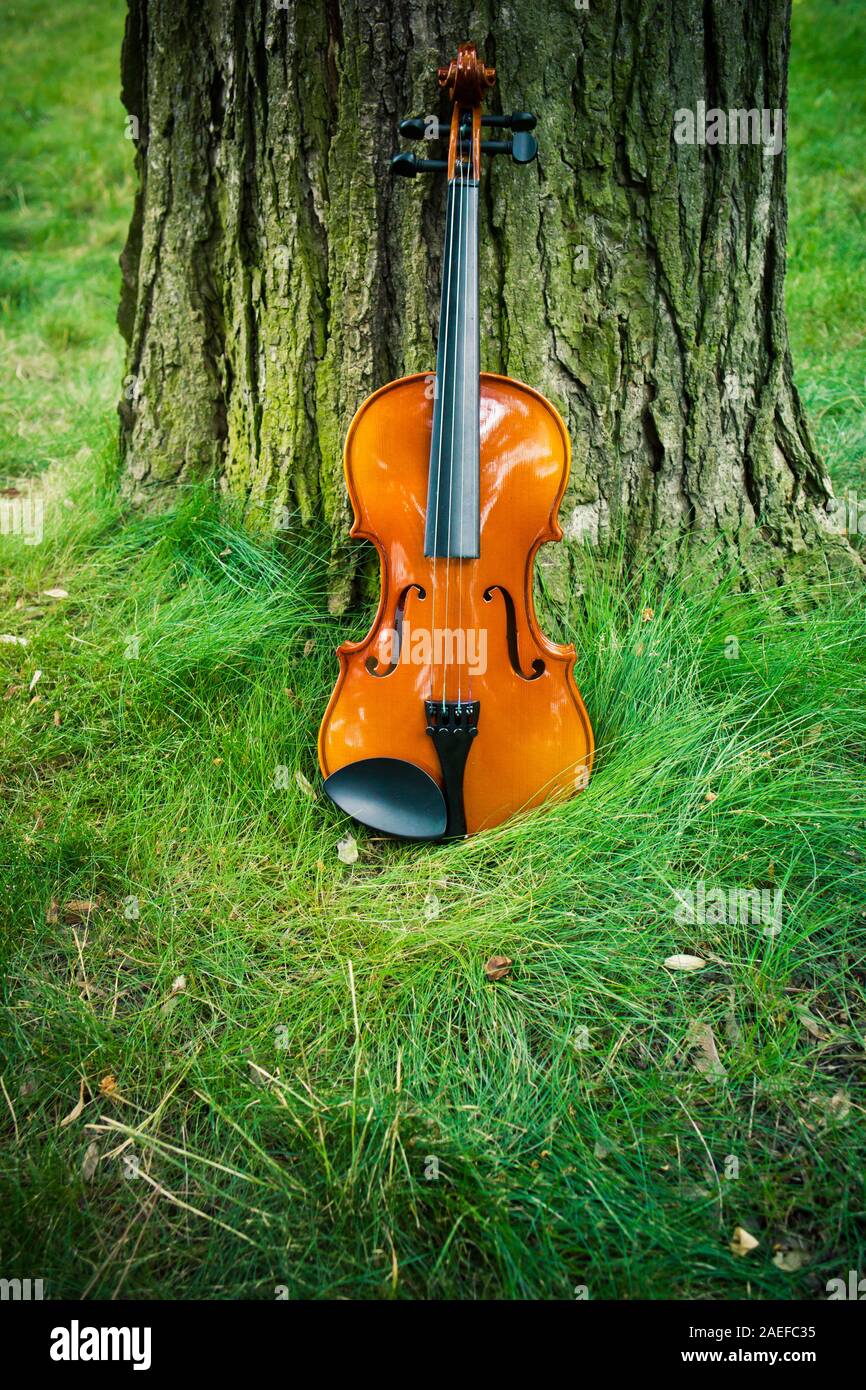 Musical instrument tree hi-res stock photography and images - Alamy