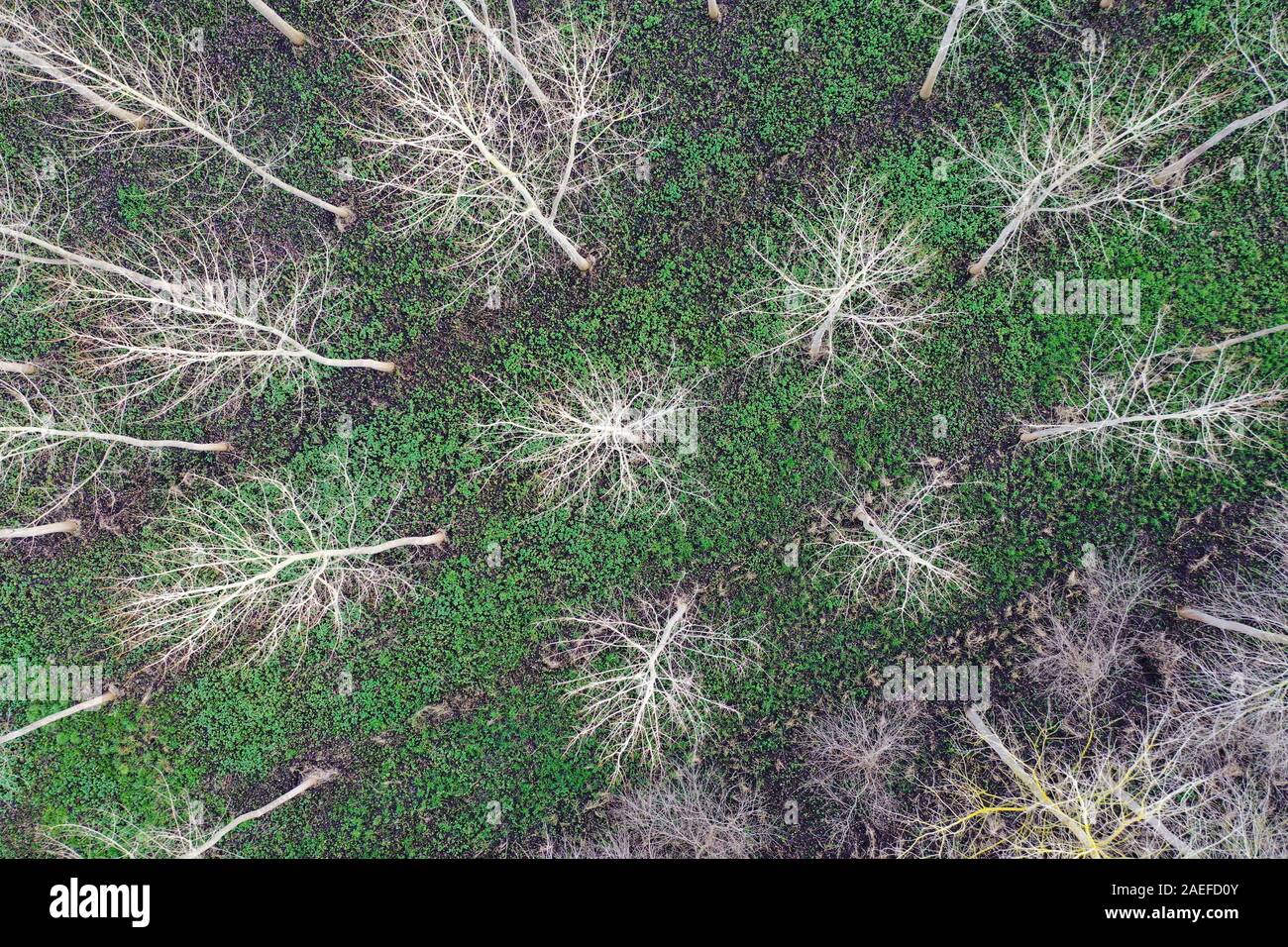 Poplar Trees in Winter Stock Photo - Alamy