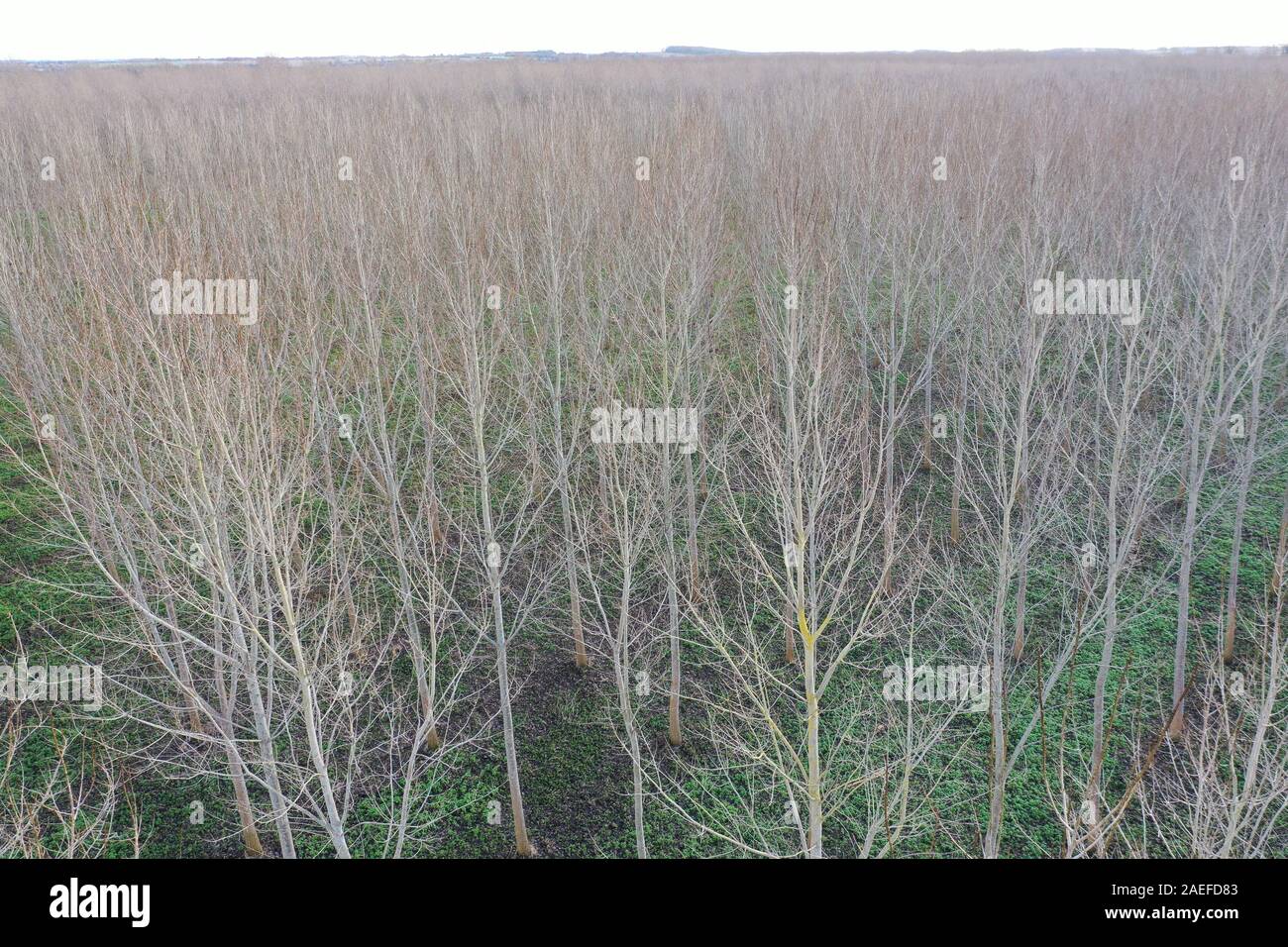 Poplar Trees in Winter Stock Photo - Alamy