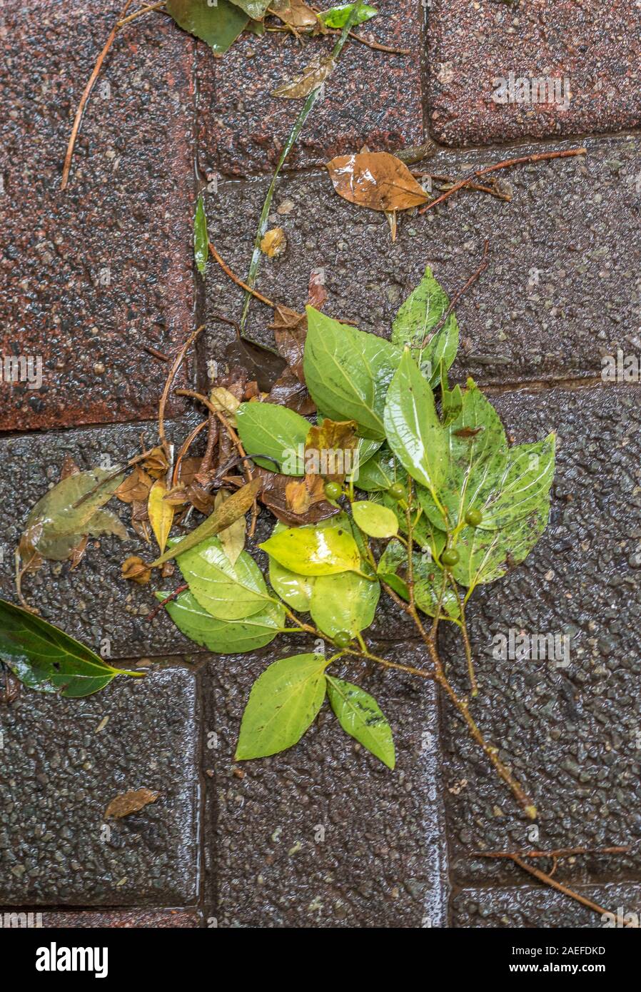 Plant debris washed down a gutter pipe by the rain isolated on a wet ...