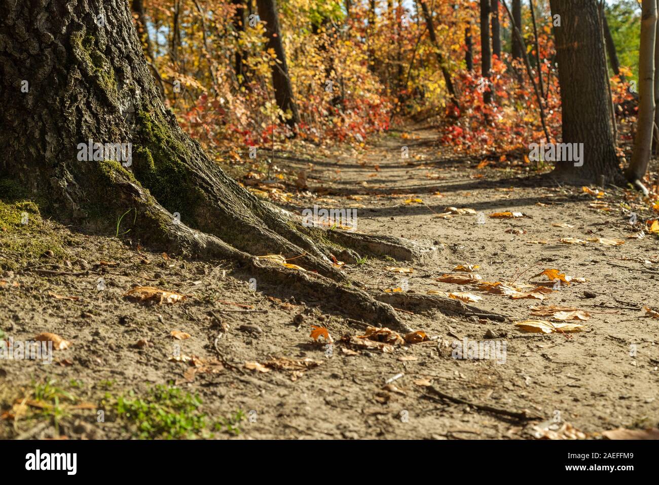 Tree bough hi-res stock photography and images - Alamy