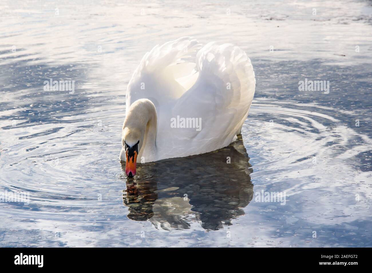 Austrian swans hi-res stock photography and images - Alamy