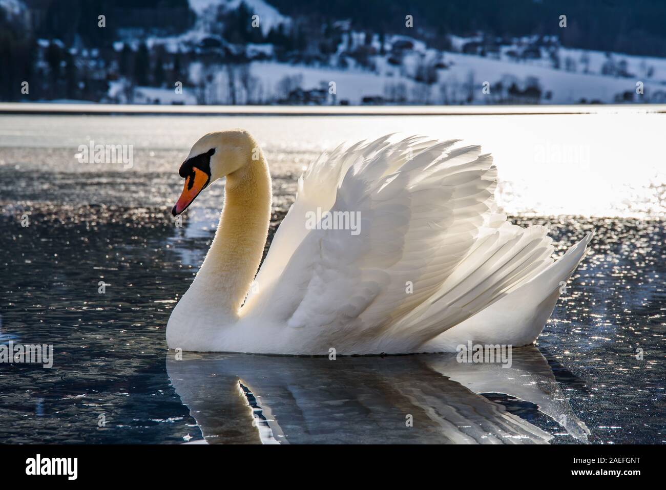 Austrian swans hi-res stock photography and images - Alamy