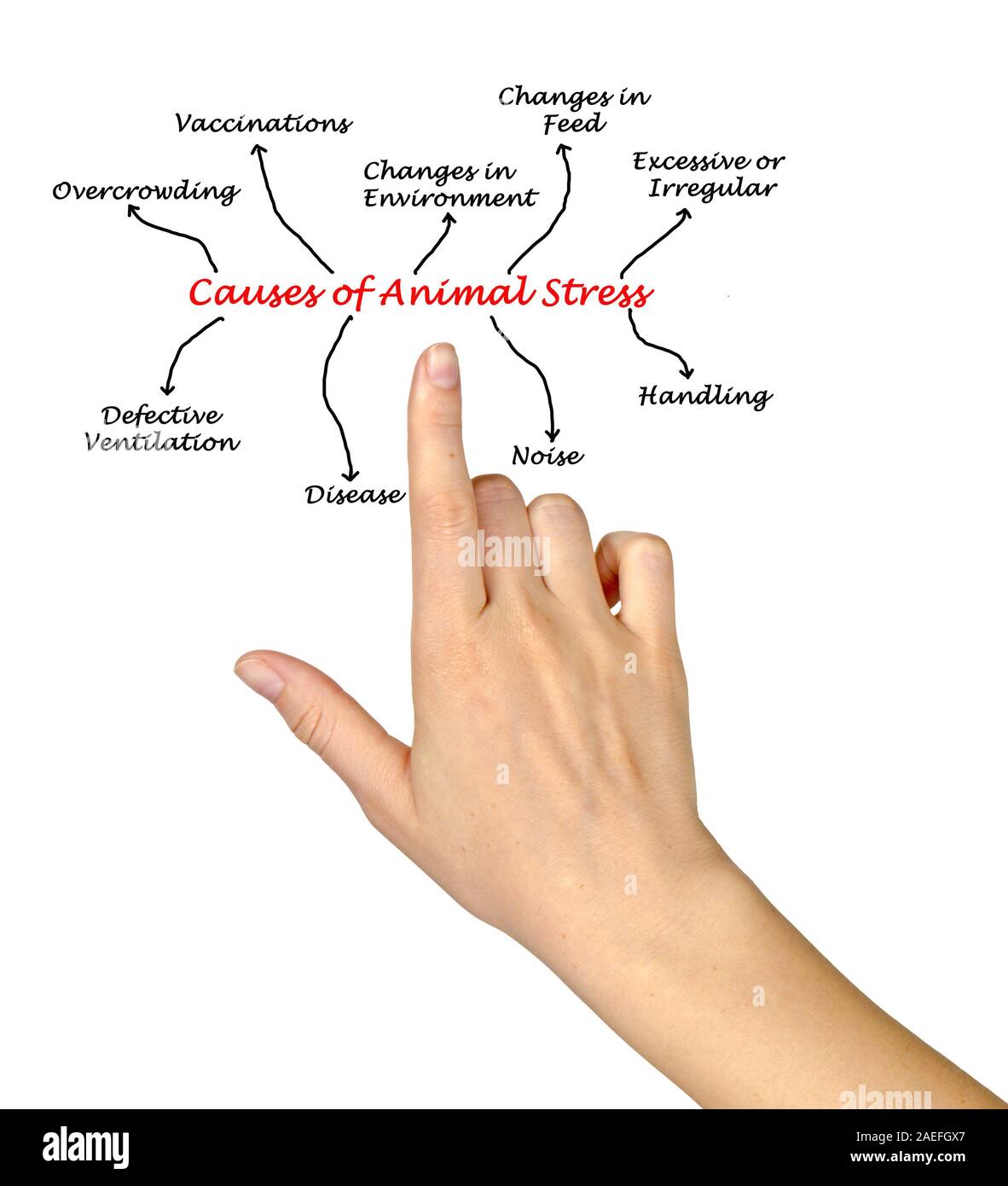 Causes of Animal Stress Stock Photo - Alamy