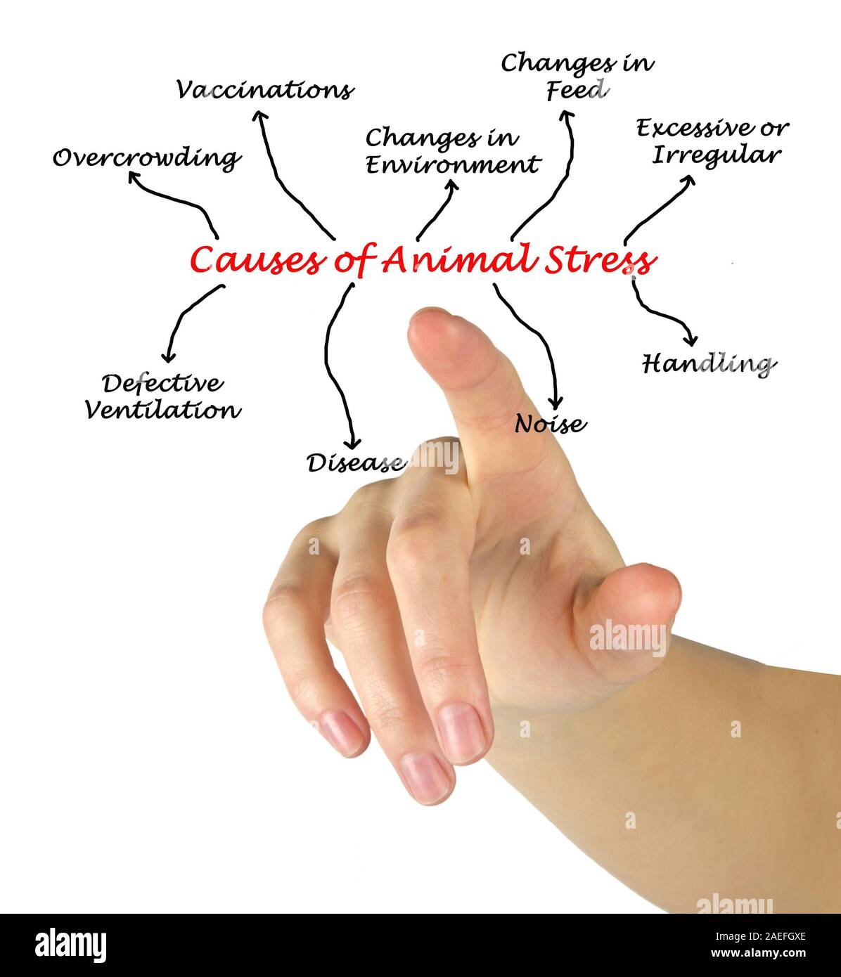 Causes of Animal Stress Stock Photo - Alamy
