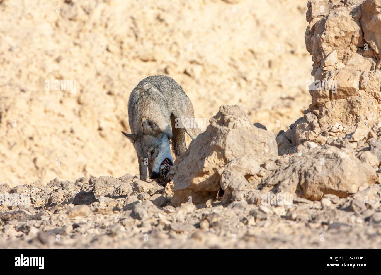 Arabian wolf hi-res stock photography and images - Alamy