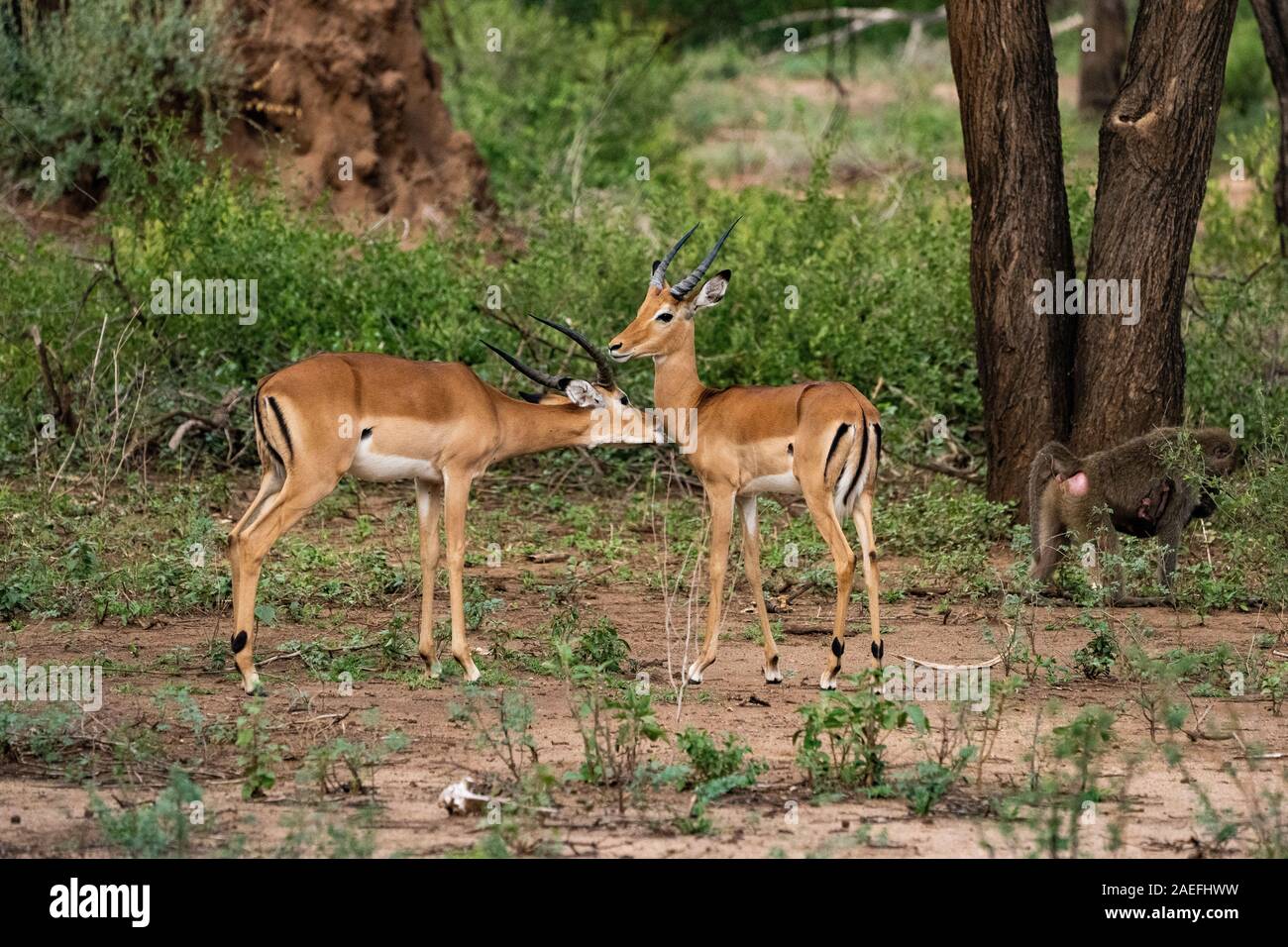 Licking each other hi-res stock photography and images - Alamy