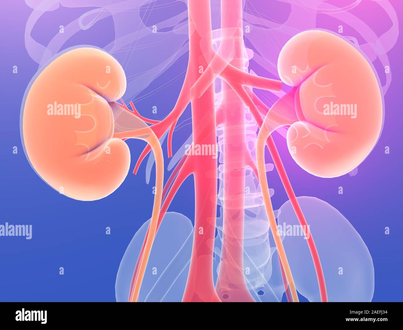 3d illustration of the kidneys and organic background with scientific ...