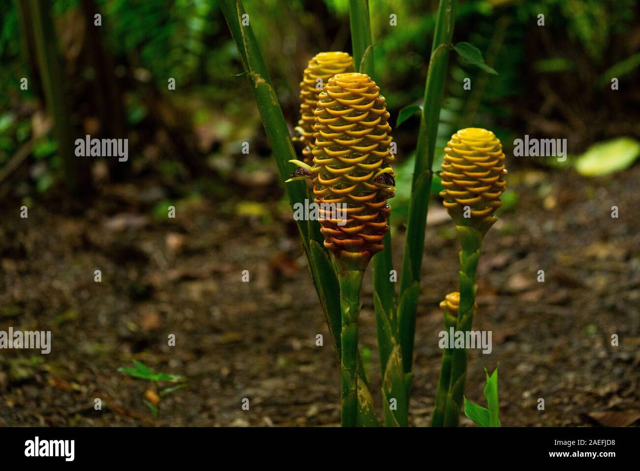 Zingiber Spectabile aka beehive ginger Photographed in Costa Rica in ...