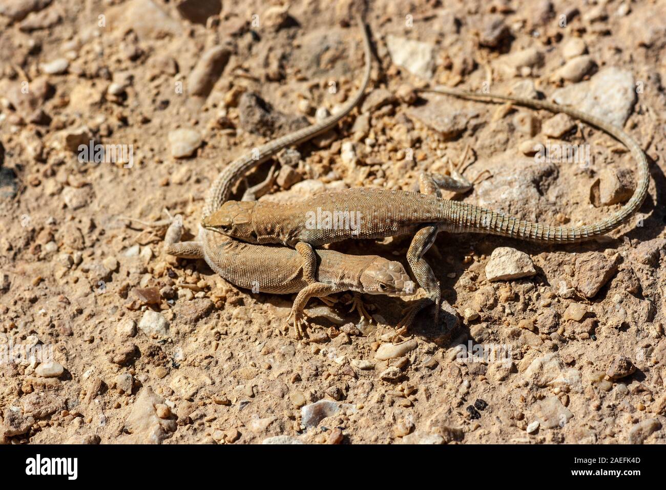 The Be'er Sheva fringe-fingered lizard (Acanthodactylus beershebensis ...