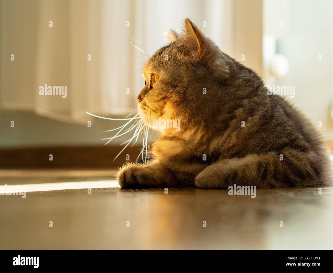 Cat light beam hi-res stock photography and images - Alamy