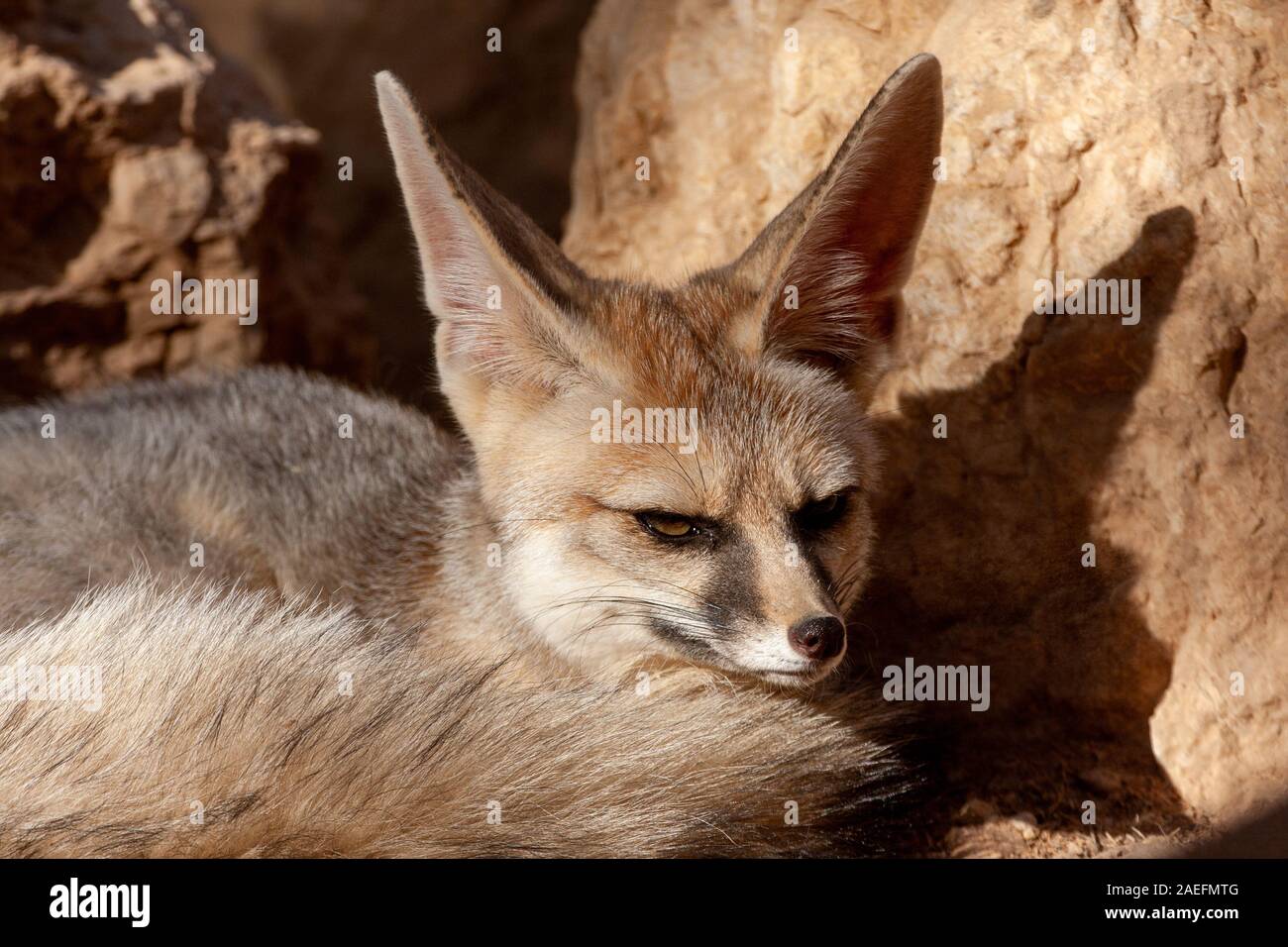 Blanfords fox hi-res stock photography and images - Alamy