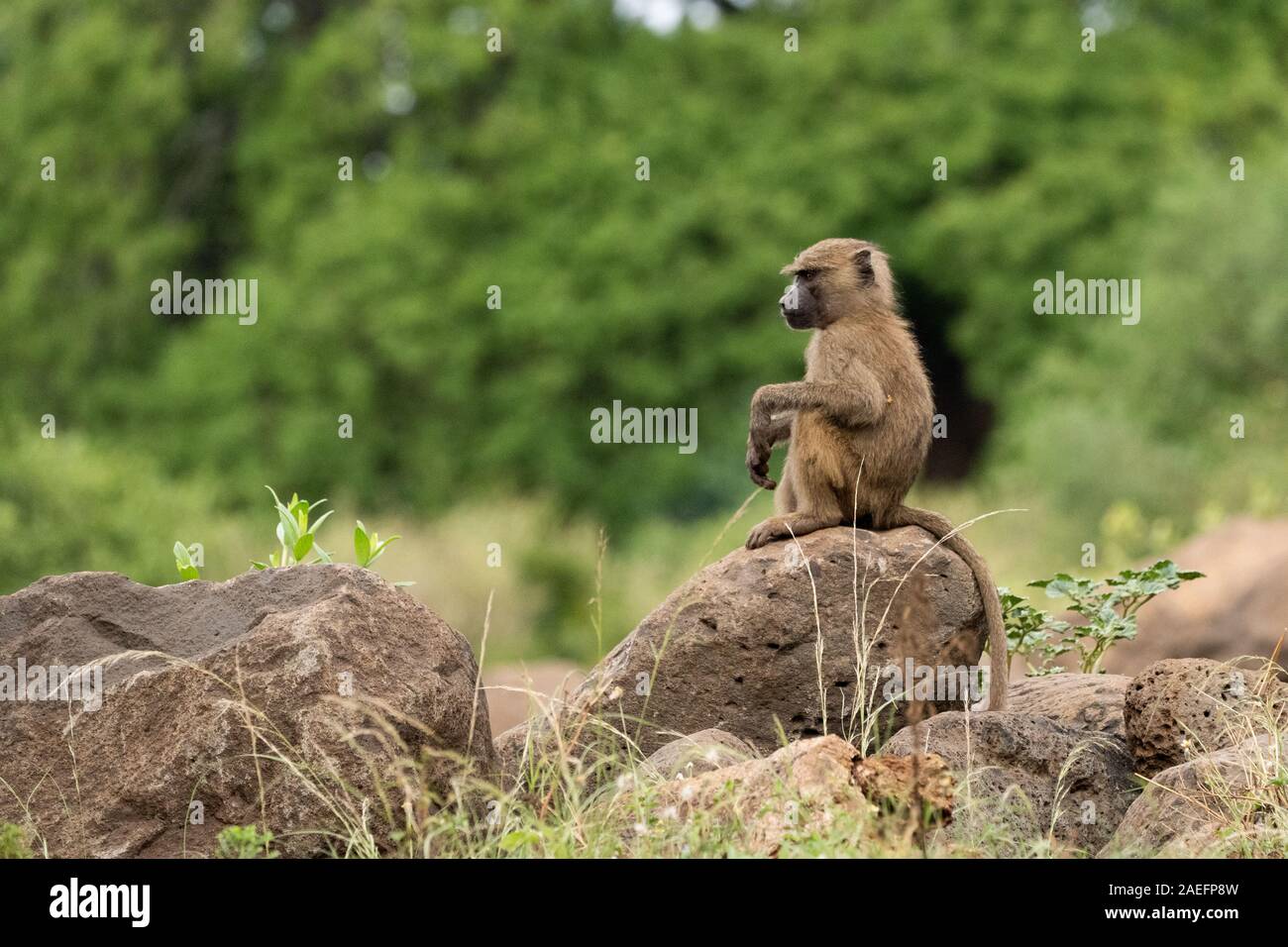 Olive baboon (Papio anubis Stock Photo - Alamy