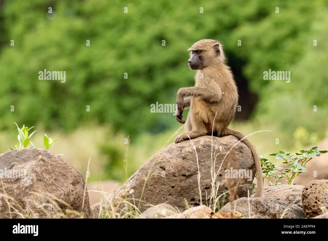 Olive baboon (Papio anubis Stock Photo - Alamy