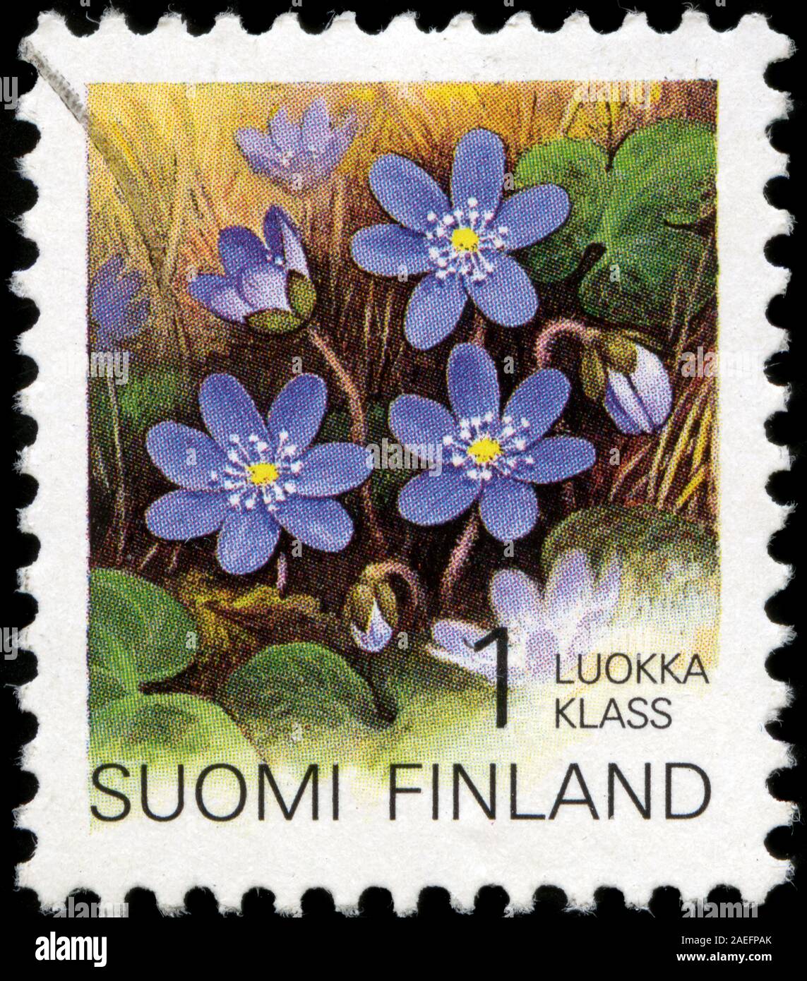 Hepatica triloba hi-res stock photography and images - Alamy