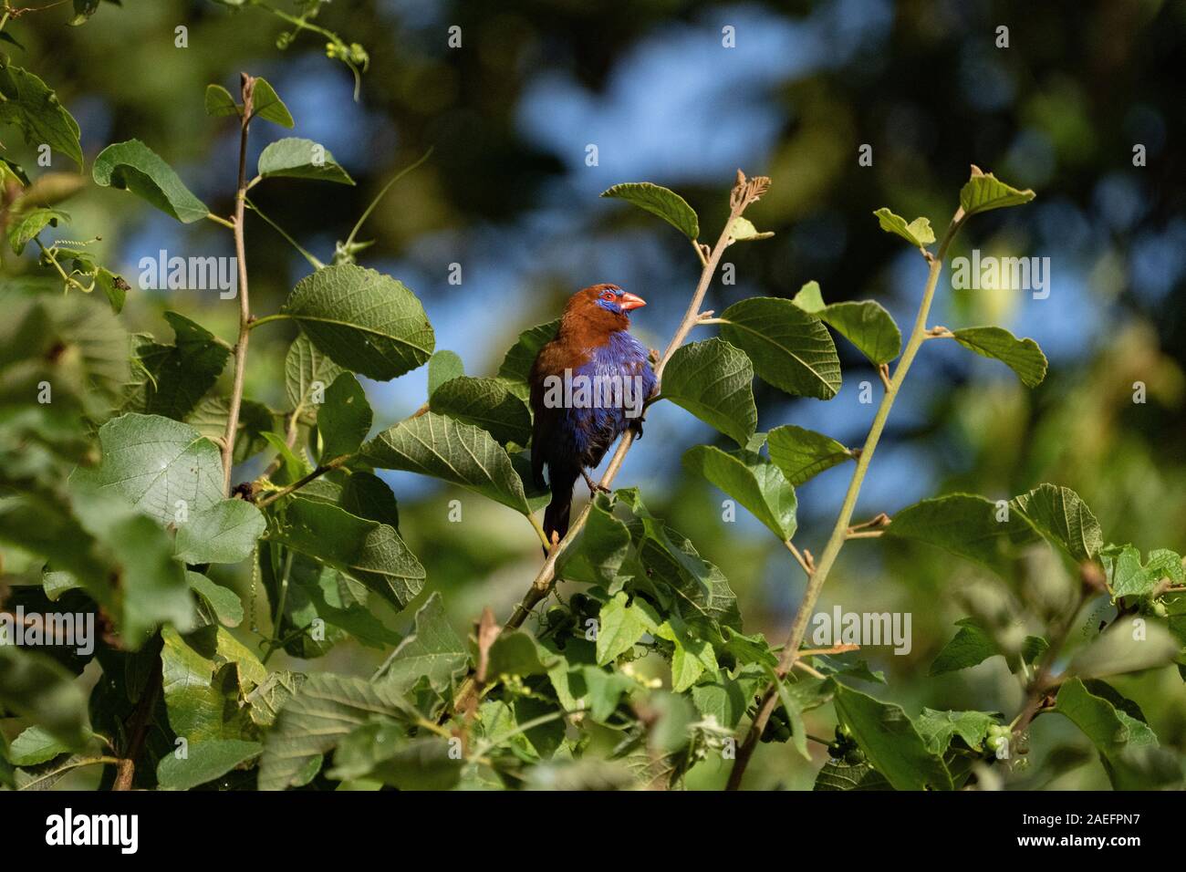 Grenadier bird hi-res stock photography and images - Alamy
