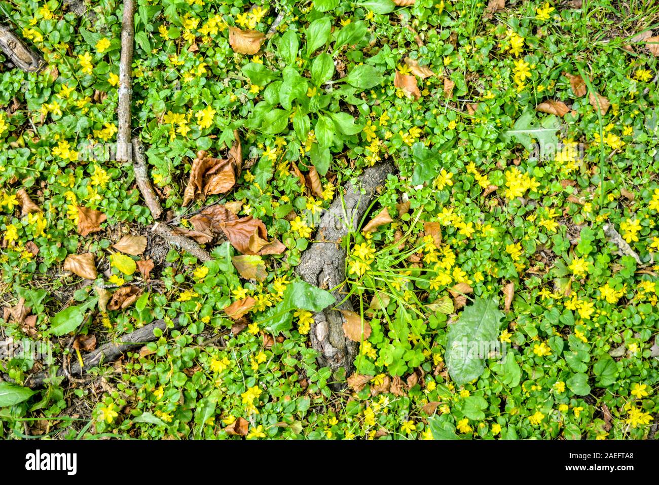 The natural detailed surface of forest soil ground with sticking out ...