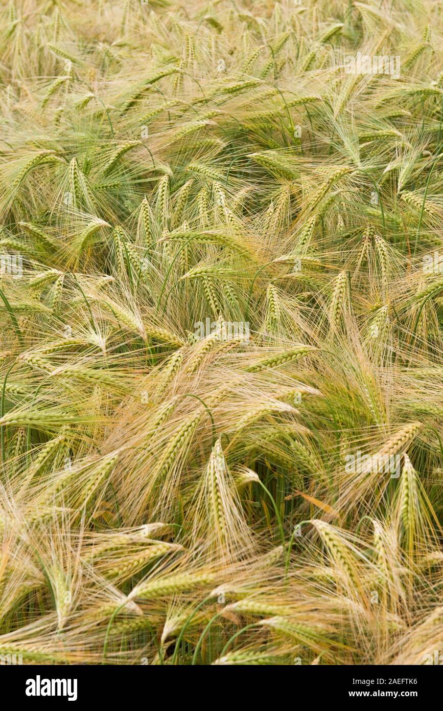 Barley crop production in farm fields. North Yorkshire, England Stock ...