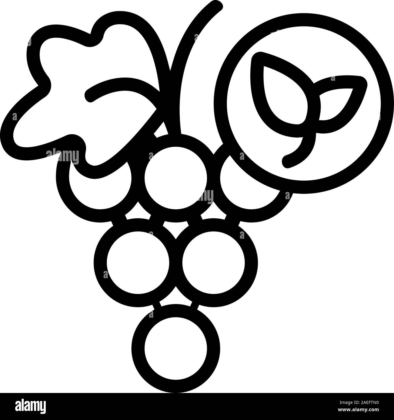 Natural grape icon vector. Isolated contour symbol illustration Stock ...