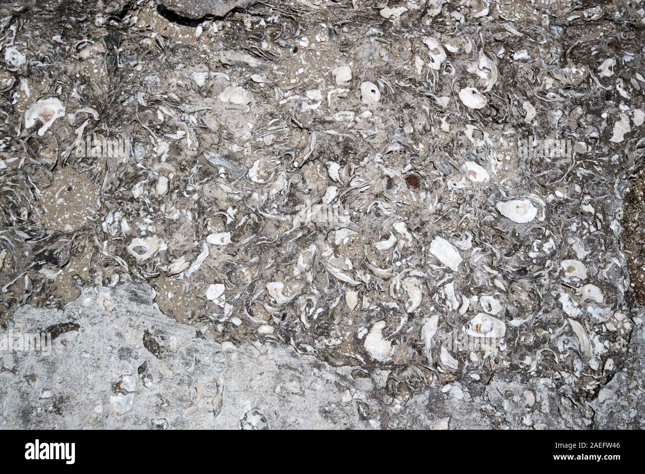 Oyster shell concrete hi-res stock photography and images - Alamy