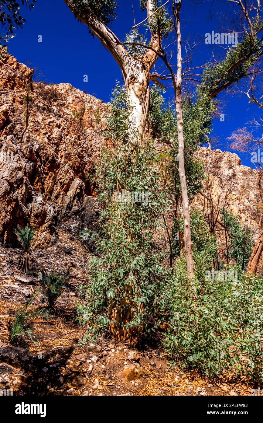 After effects of the Jan 2019 bushfires and subsequent regrowth in the ...