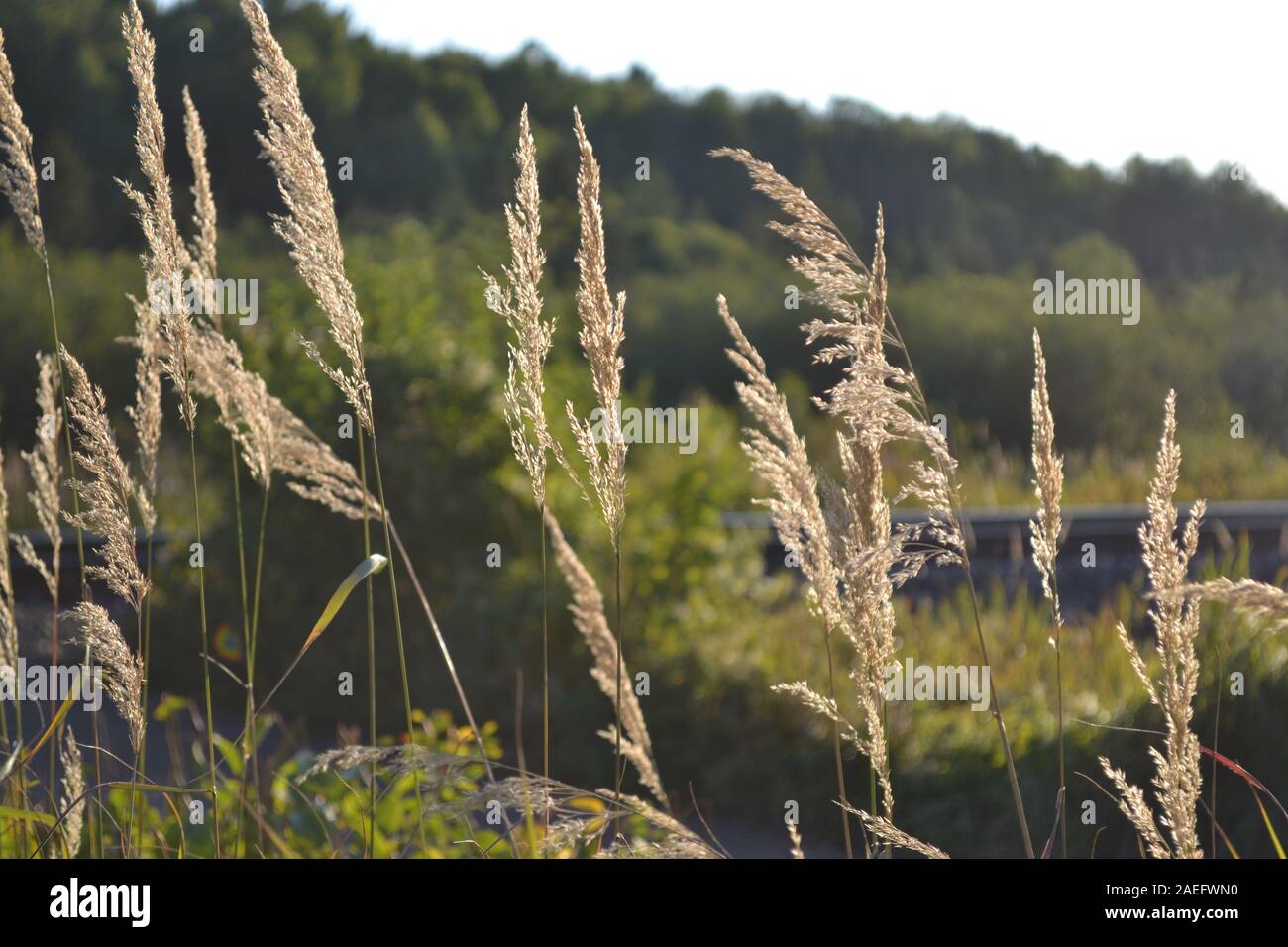 Closeup pf brown grain grass Stock Photo - Alamy