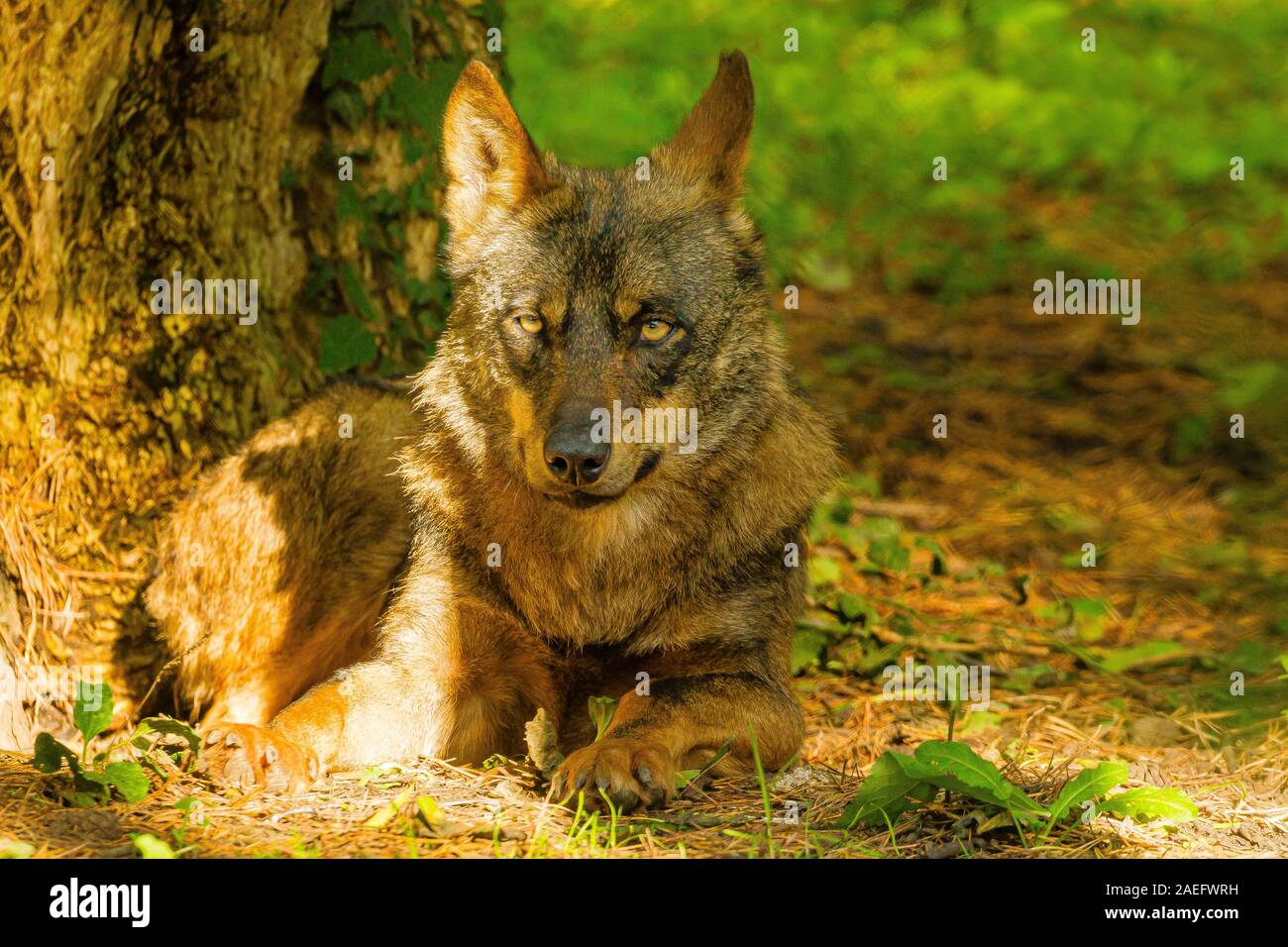 Iberian wolf (Canis lupus signatus) sitting down Stock Photo - Alamy