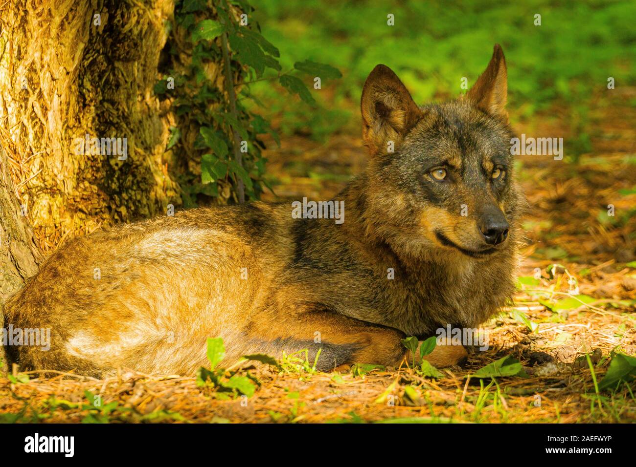 Iberian wolf (Canis lupus signatus) Lying down Stock Photo - Alamy