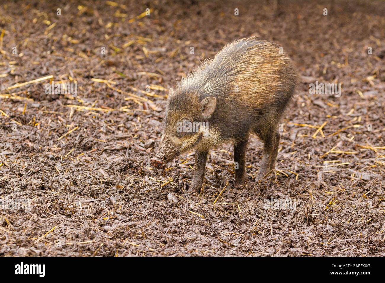Visayan Warty Pig ( Sus cebifrons ) standing in Mud Stock Photo - Alamy