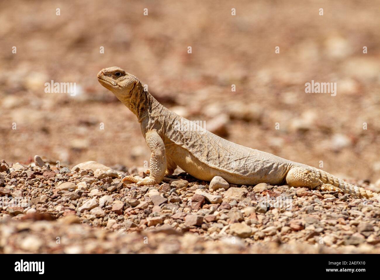 Egyptian Mastigure Uromastyx Aegyptia Aka High Resolution Stock ...