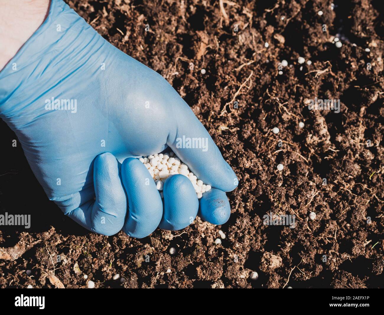 application of nitrogenous fertilizers in soil in early spring, plant ...