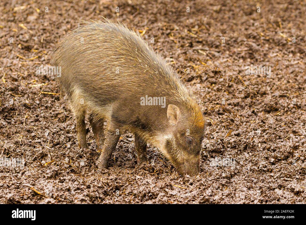 Visayan Warty Pig ( Sus cebifrons ) Feeding Stock Photo - Alamy
