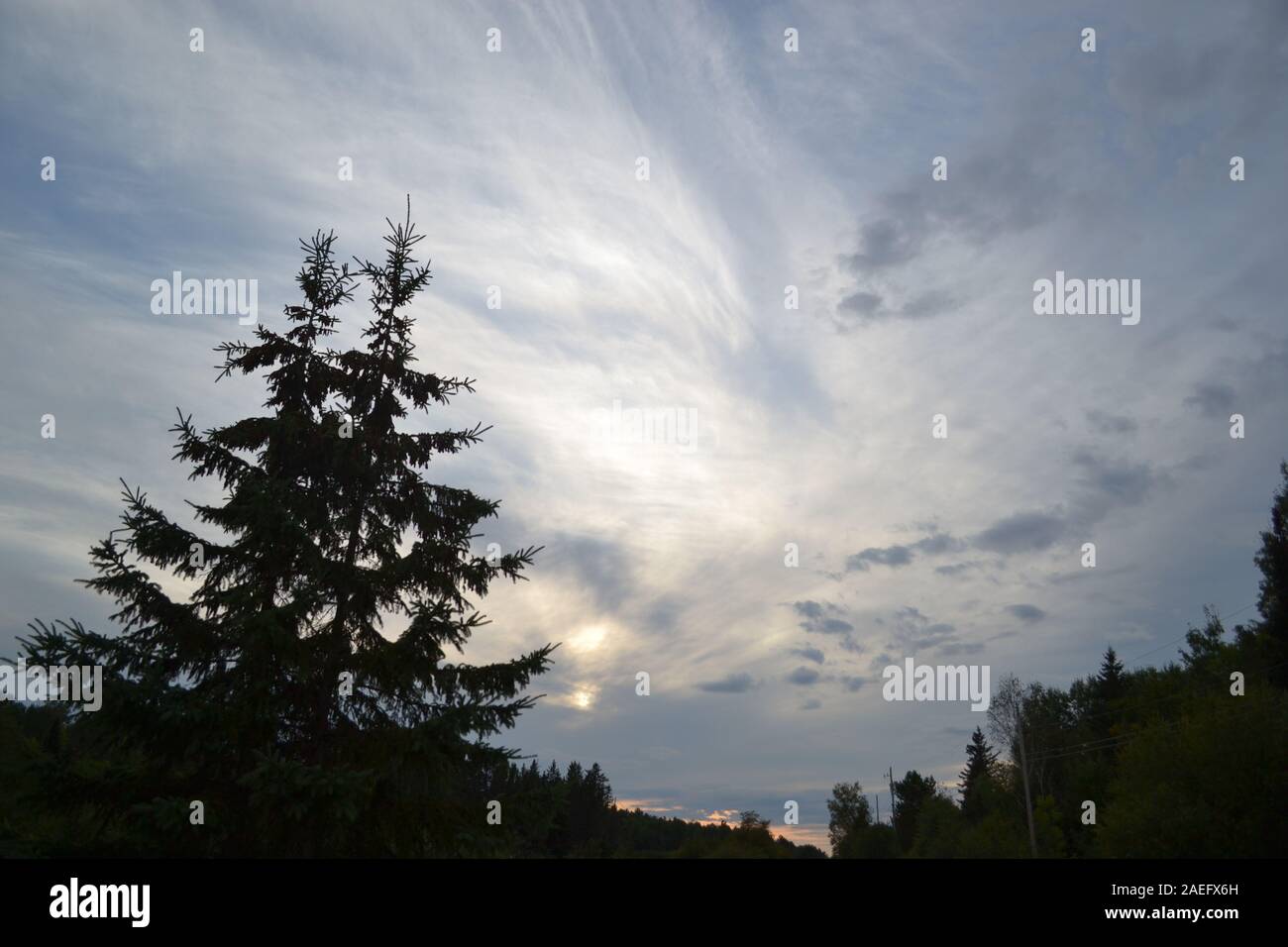 Twin spruce trees against stormy sky Stock Photo - Alamy
