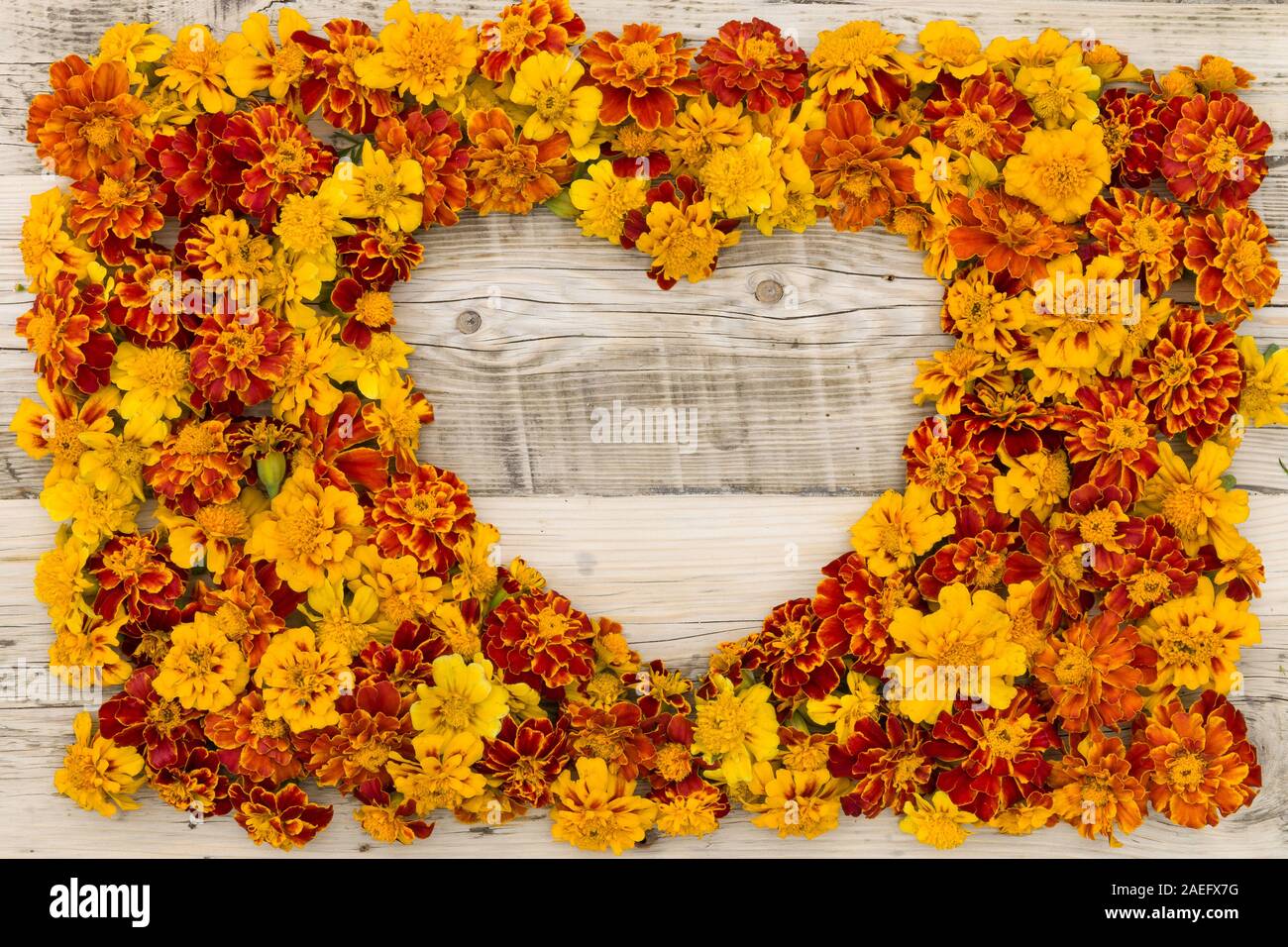Top view on heart made of many Marigolds (Tagetes erecta, Mexican ...