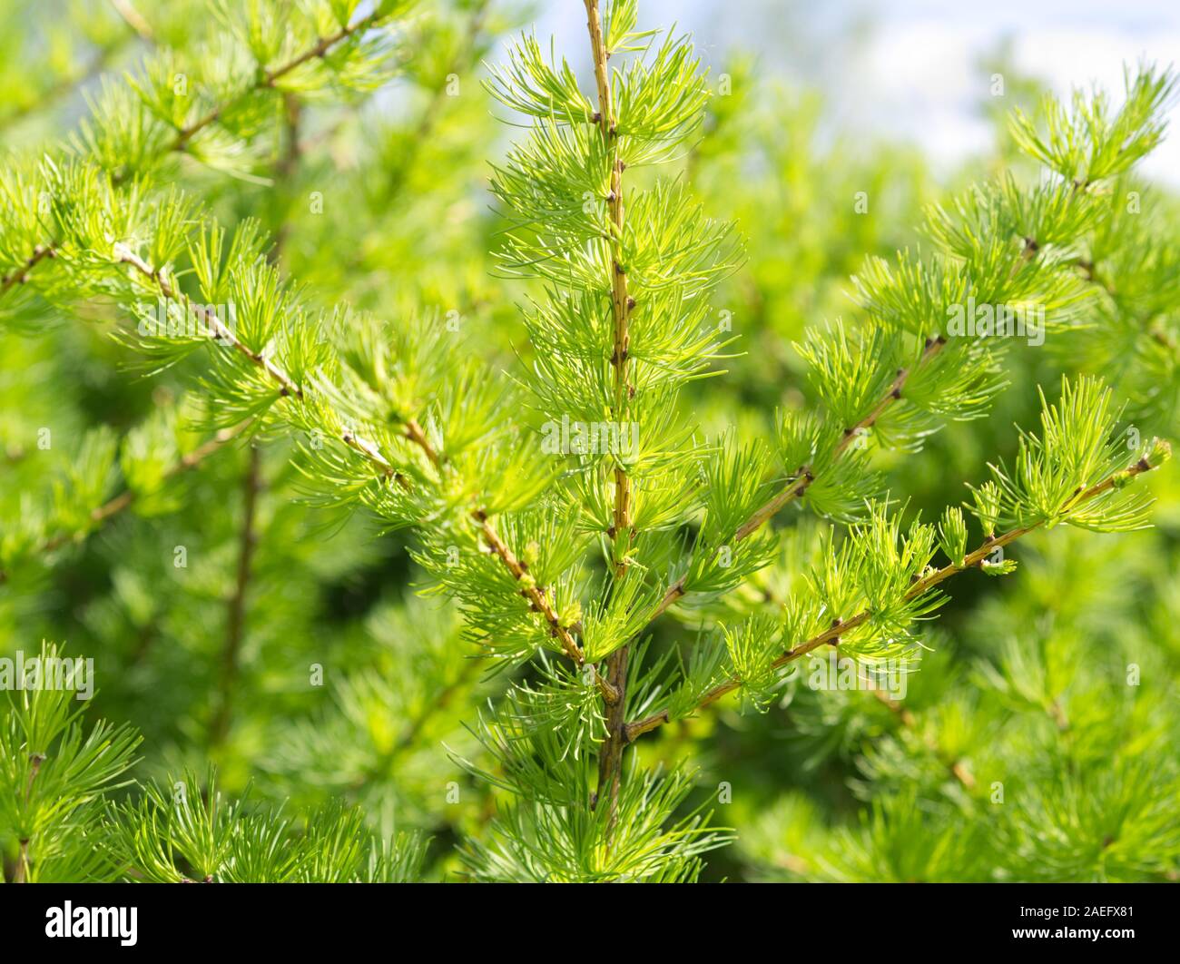Spring green bright larch branches, close-up, a green background Stock ...