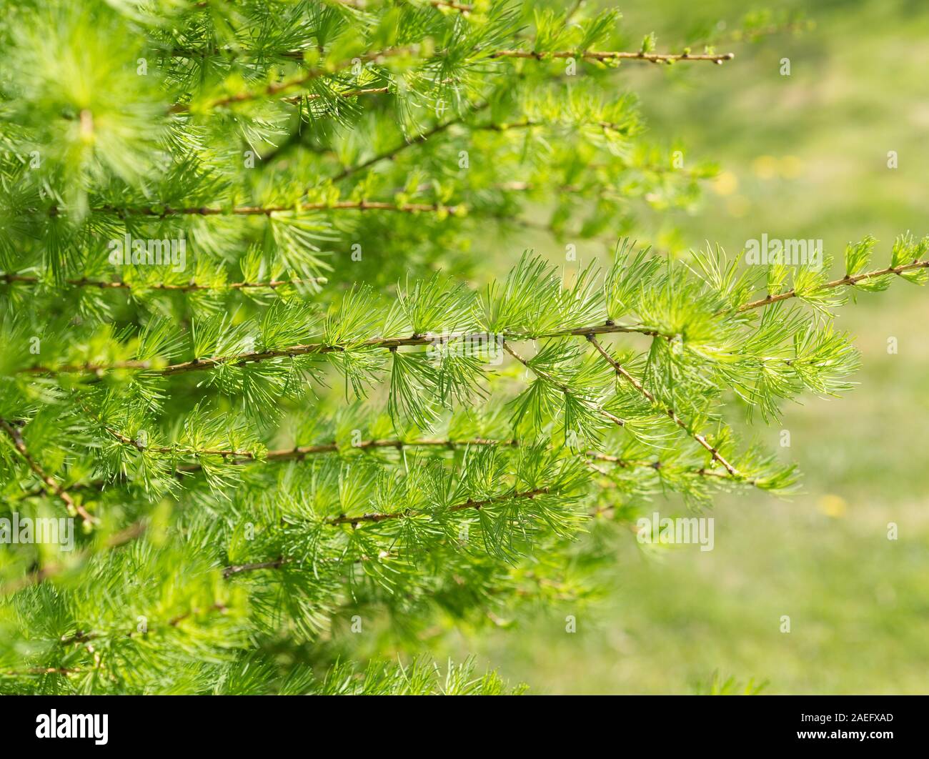 Spring green bright larch branches, close-up, a green background Stock ...